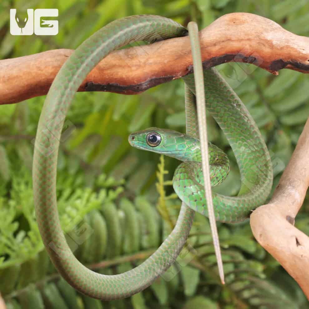 Smooth Machete Snakes For Sale - Underground Reptiles