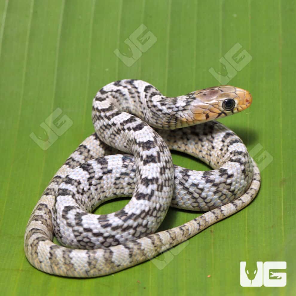 Yellowtail Cribo For Sale - Underground Reptiles
