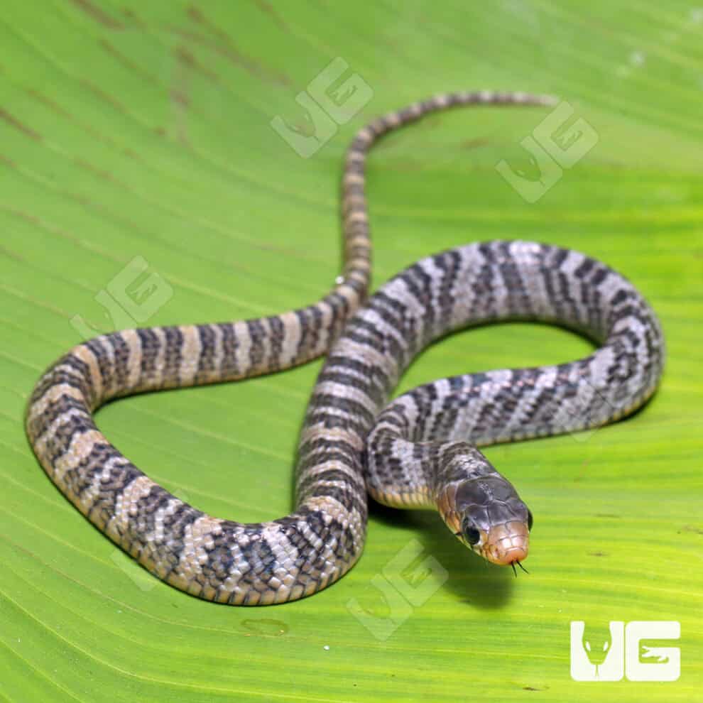 Bred By UG Archives - Page 2 of 11 - Underground Reptiles