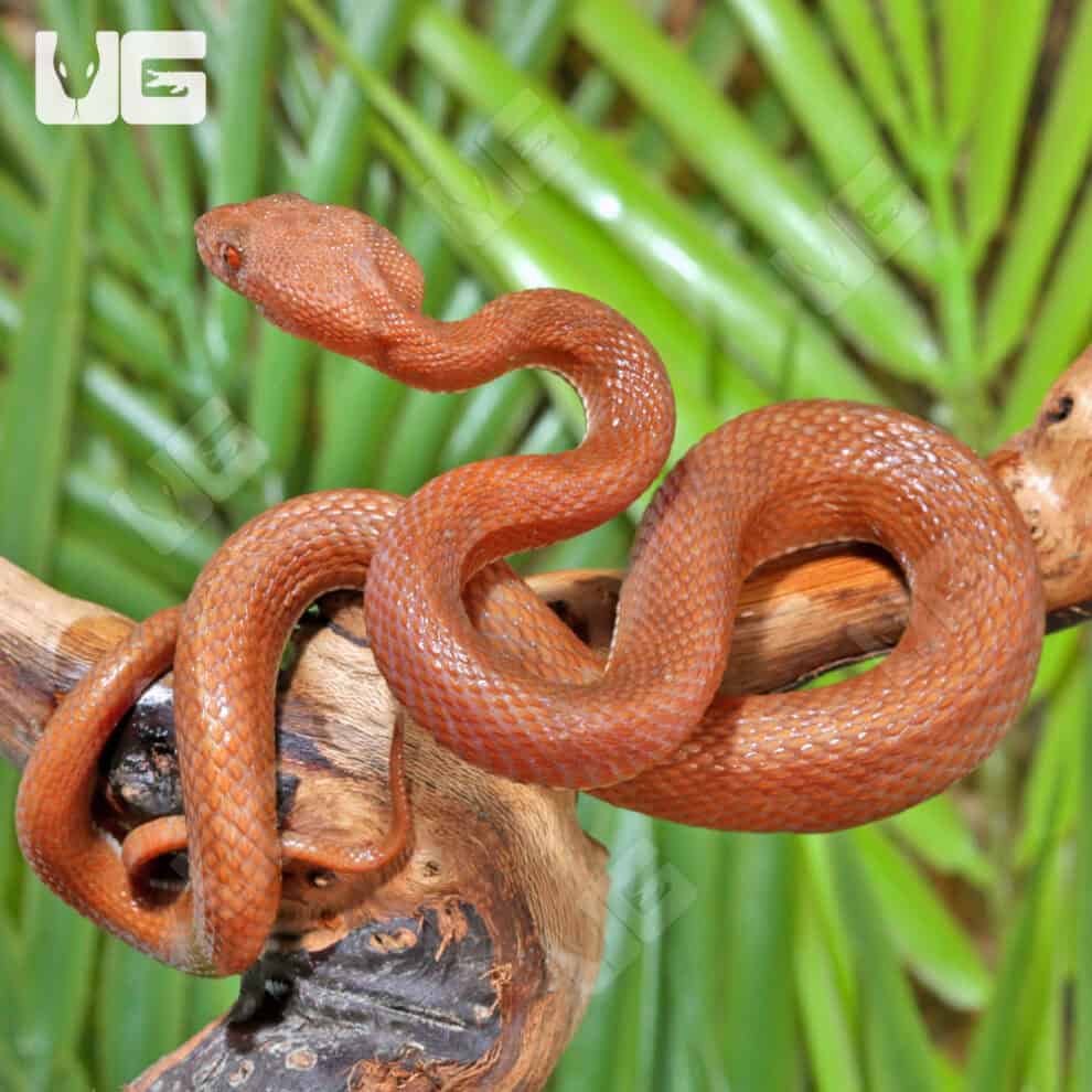 Red Purple Spotted Pit Vipers (Trimerusurus pupureomaculatus) For Sale ...