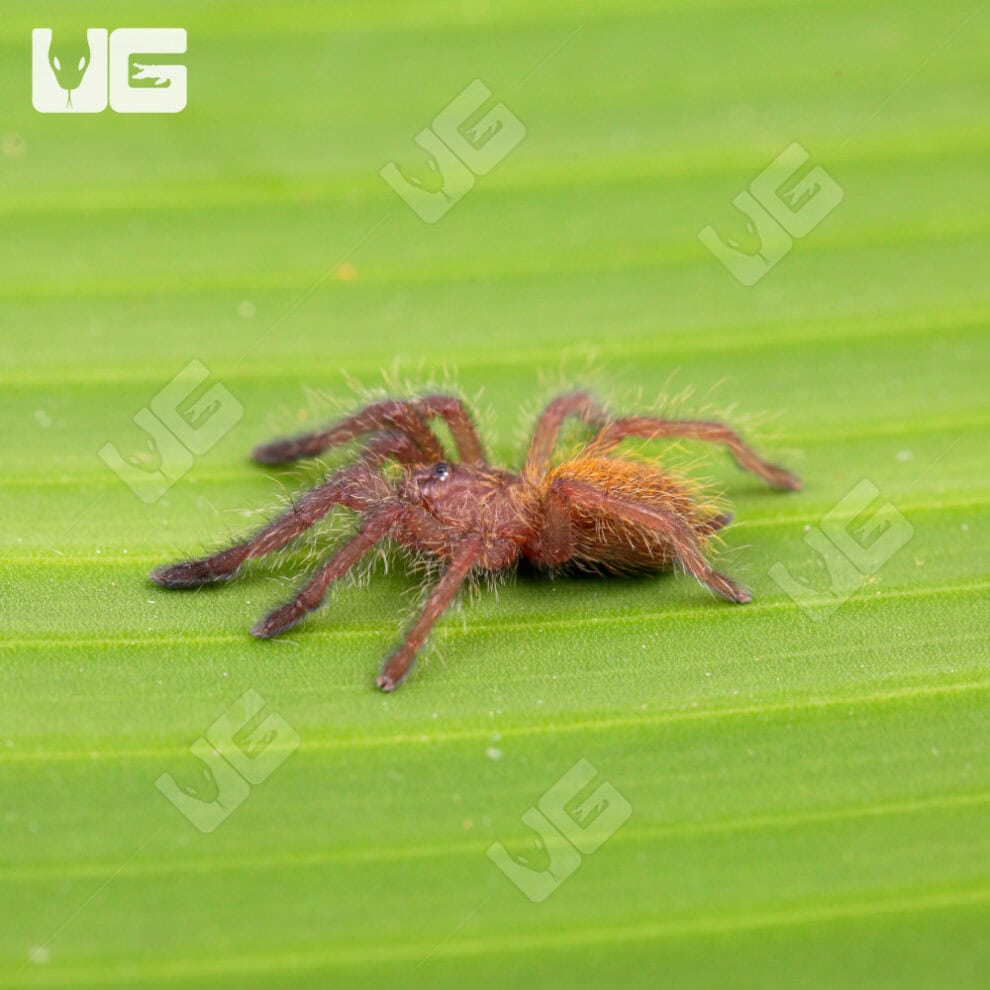 Usambara Orange Baboon Tarantulas For Sale - Underground Reptiles