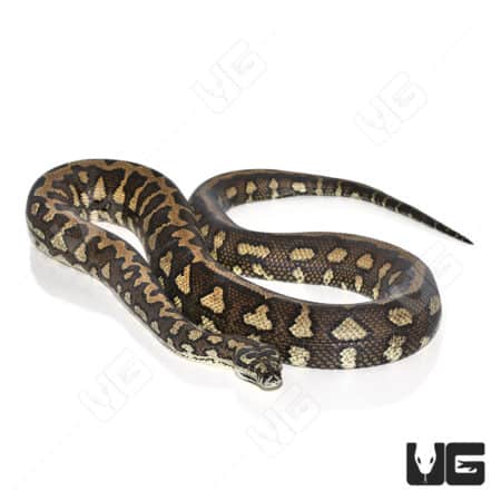 Male Jungle Carpet Pythons For Sale - Underground Reptiles