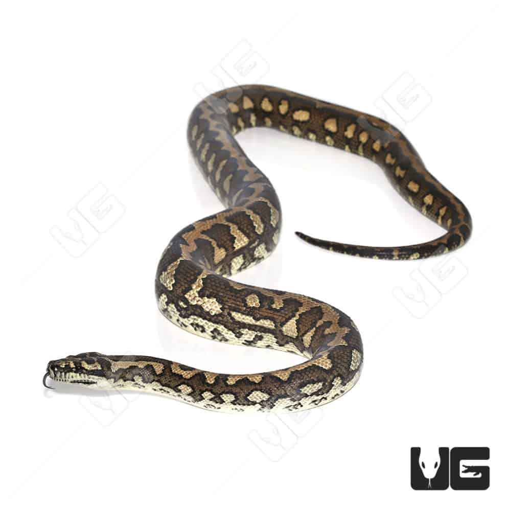 Male Jungle Carpet Pythons For Sale - Underground Reptiles