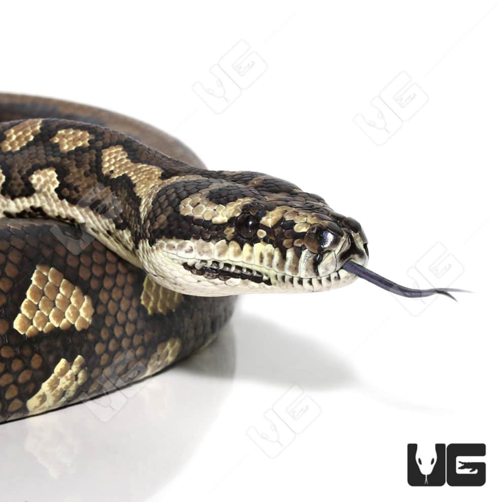 Male Jungle Carpet Pythons For Sale - Underground Reptiles