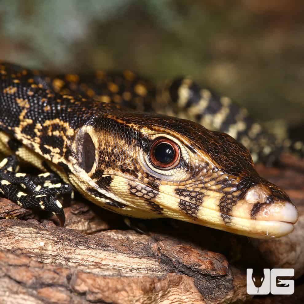 Baby Asian Water Monitors For Sale - Underground Reptiles