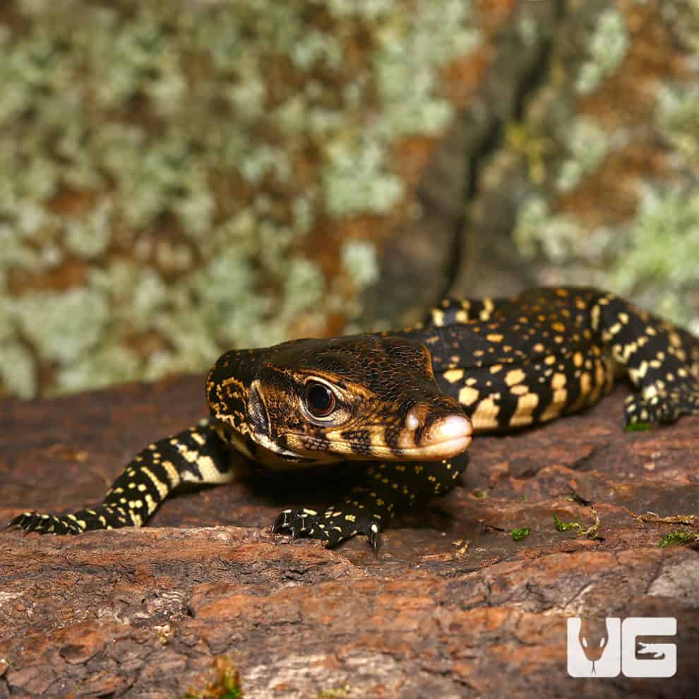 Monitors For Sale - Underground Reptiles