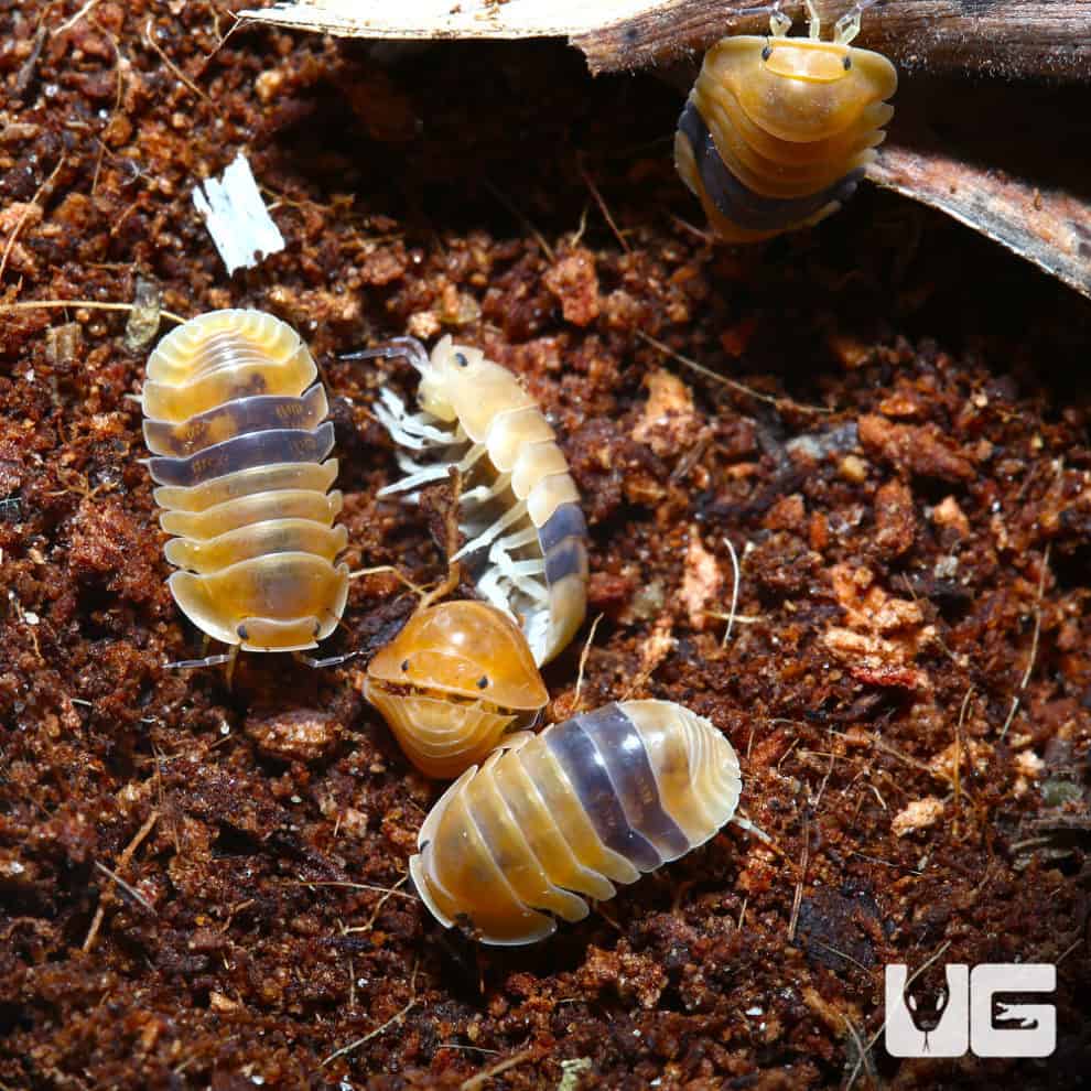 "Amber" Ducky Isopod (Cubaris Sp. Amber) For Sale - Underground Reptiles
