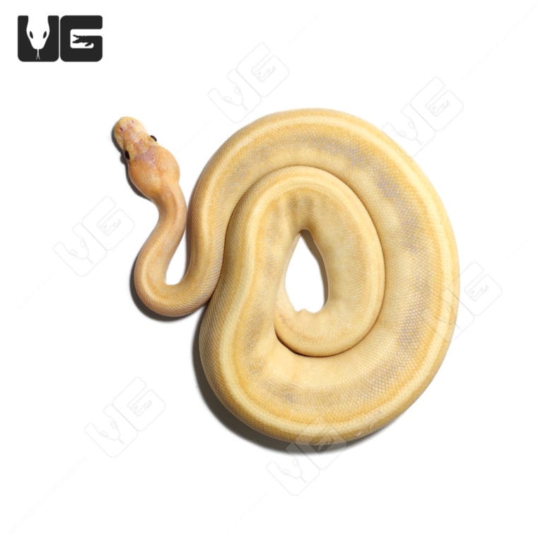 Female Candino Calico Champagne Ball Python (Python regius) For Sale ...