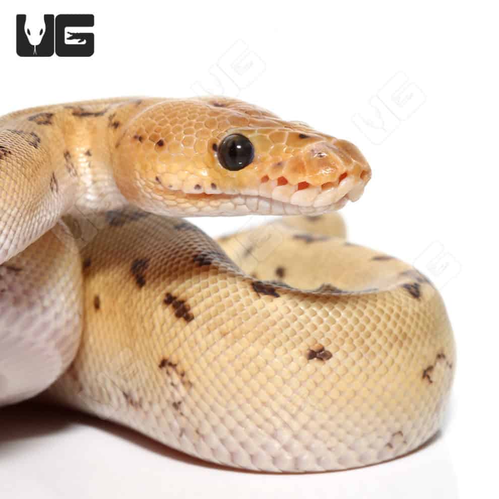 Baby Pastel Pinstripe Clown Ball Python (#28) (Python regius) For Sale ...