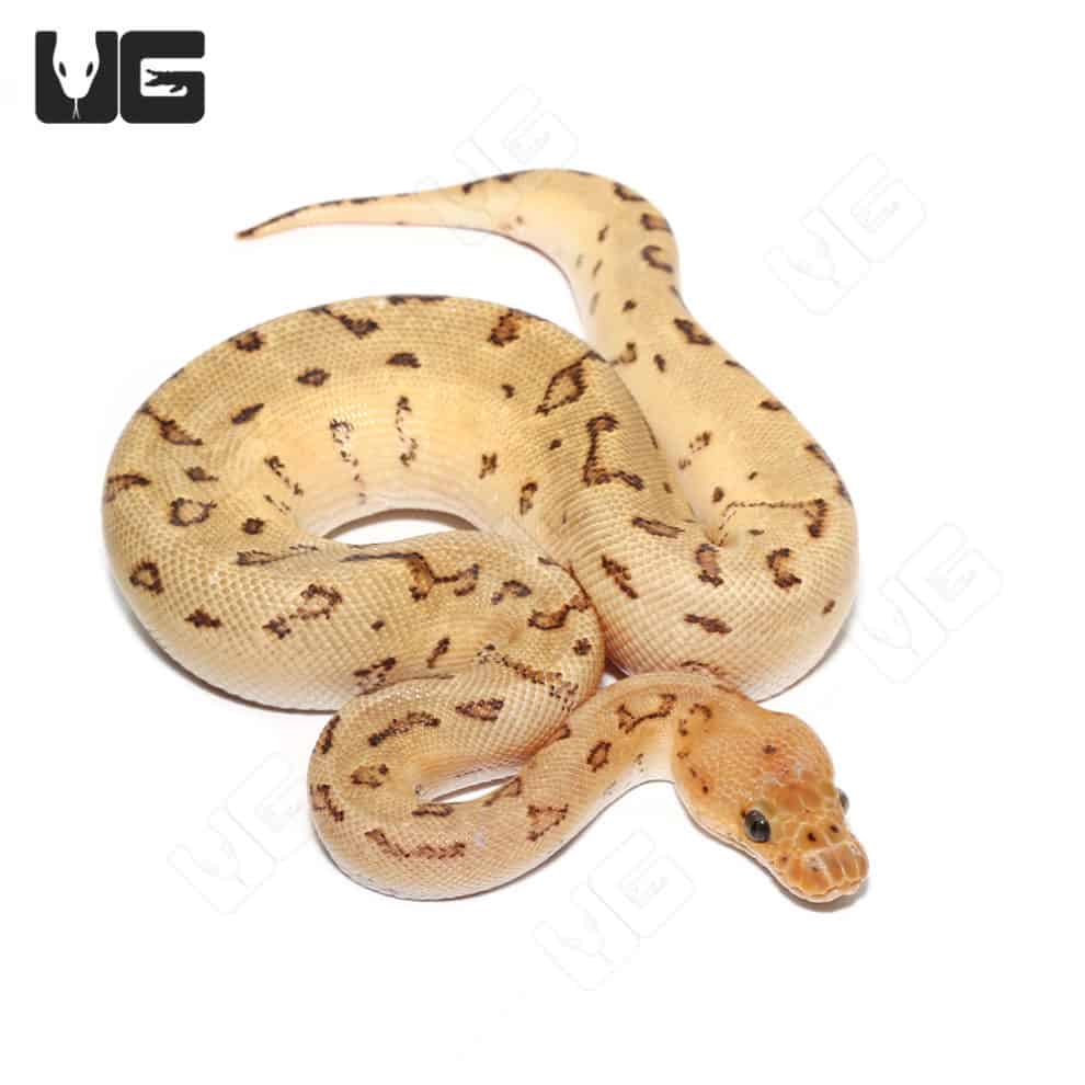 Baby Pastel Pinstripe Clown Ball Python (#28) (Python regius) For Sale ...