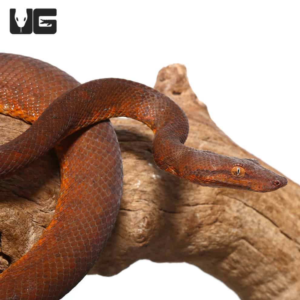 Solomon Island Tree Boa for sale - Underground Reptiles