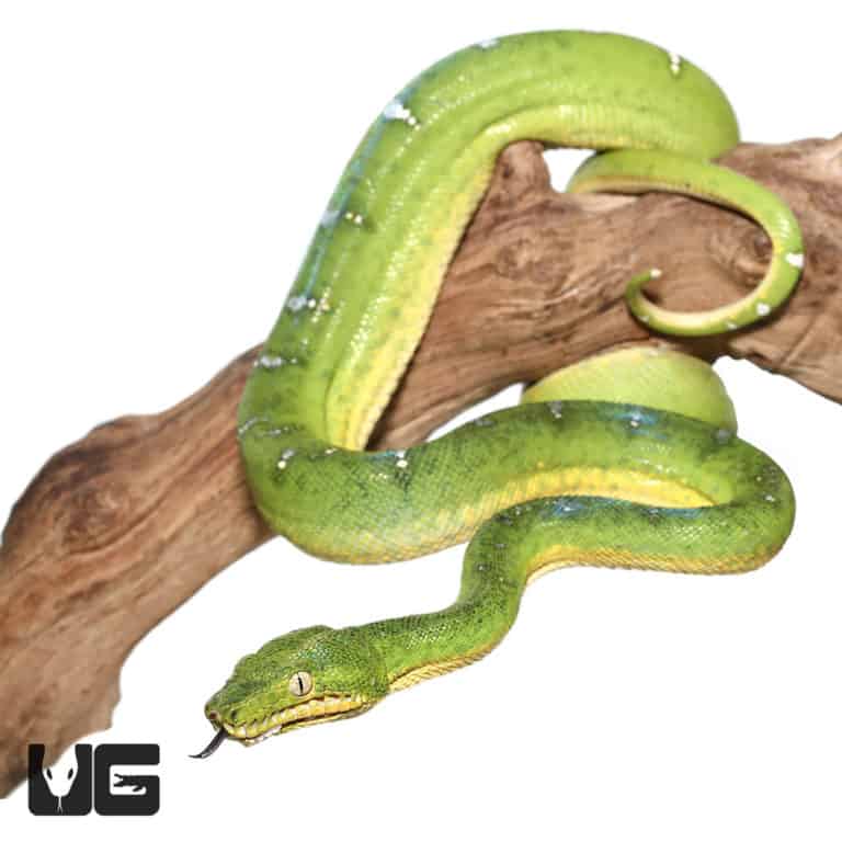 Reduced Pattern Juvenile Emerald Tree Boa (Corallus caninus) For Sale ...