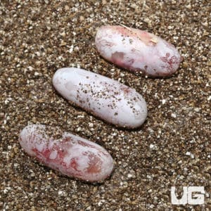 Coming Soon For Sale - Underground Reptiles