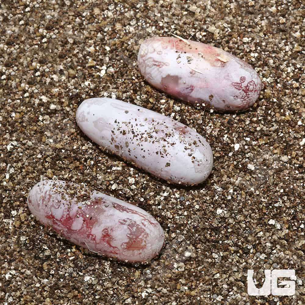 Coming Soon For Sale - Underground Reptiles