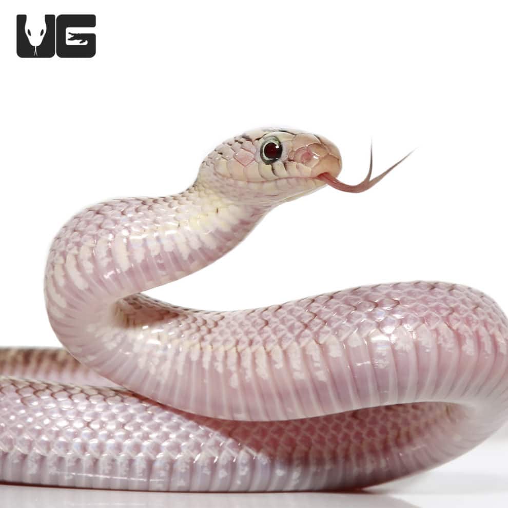 Yearling White Sided Florida Kingsnake For Sale - Underground Reptiles