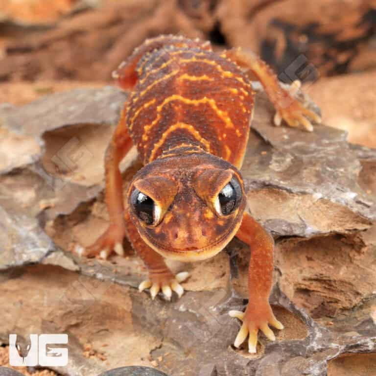 Other Geckos For Sale - Underground Reptiles