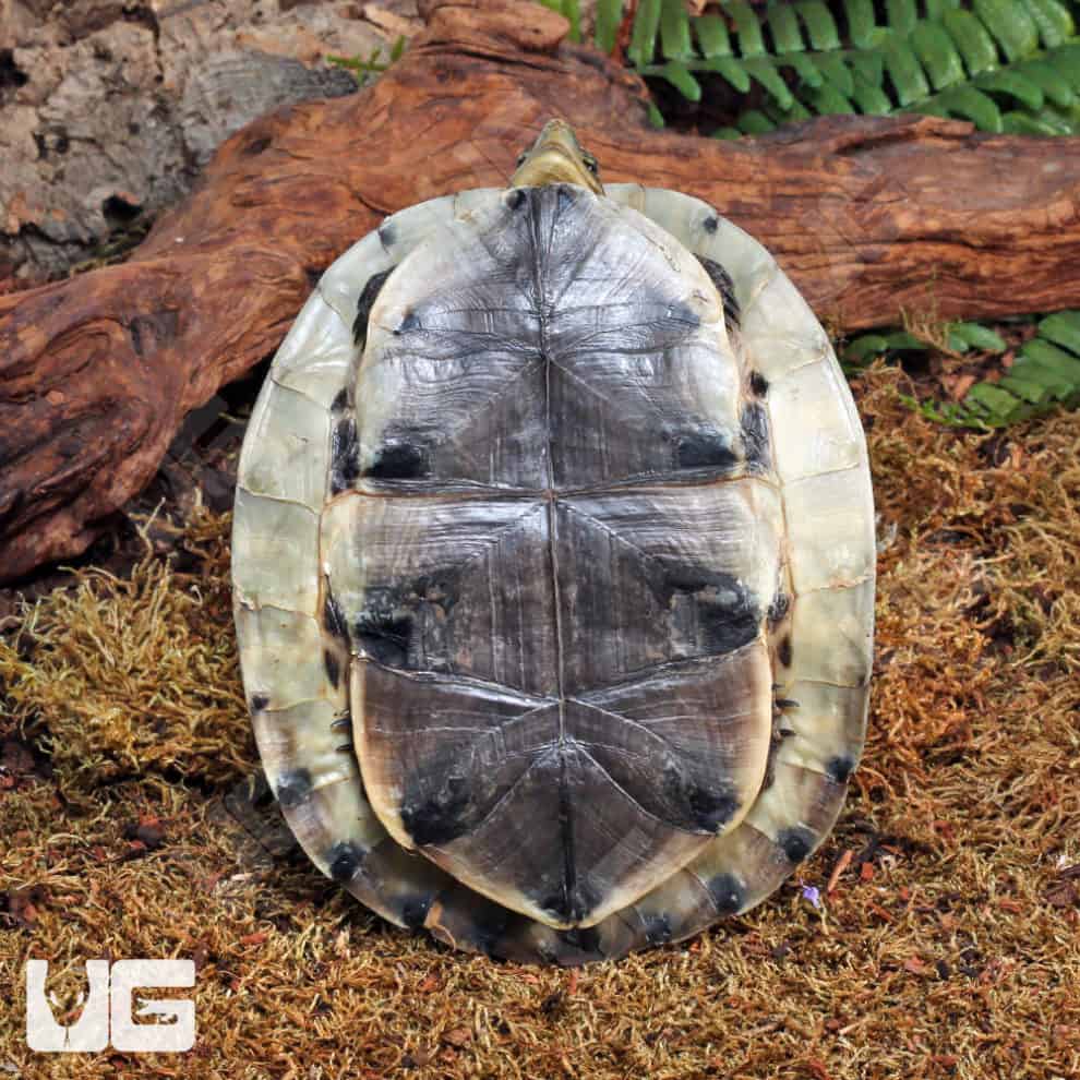 Baby Asian Box Turtle - Underground Reptiles