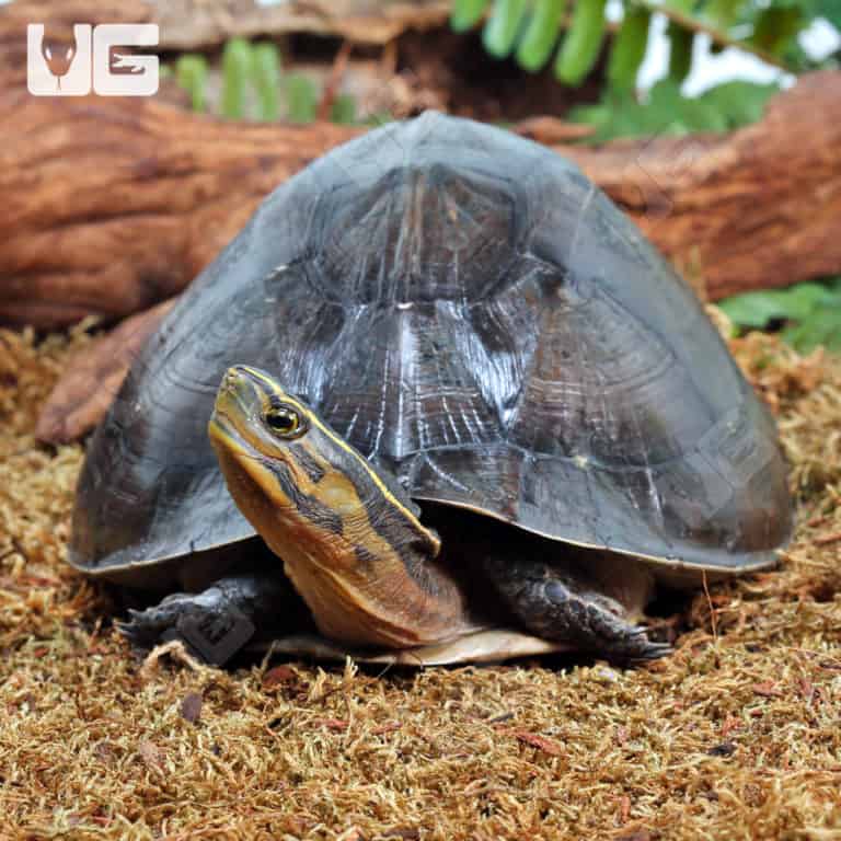 Baby Asian Box Turtle - Underground Reptiles