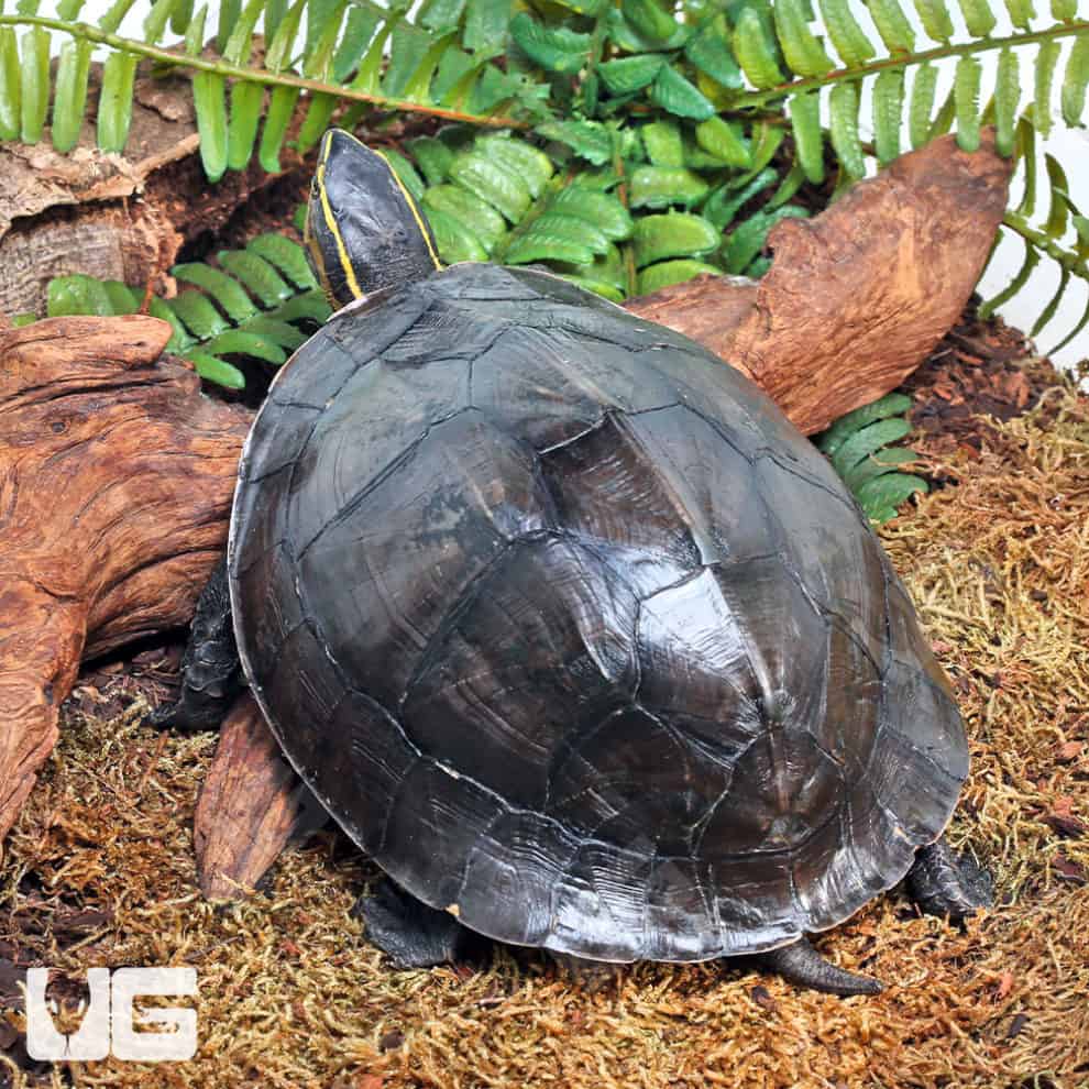 Baby Asian Box Turtle - Underground Reptiles