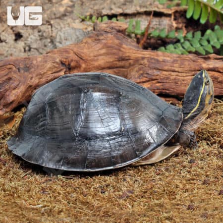 Baby Asian Box Turtle - Underground Reptiles