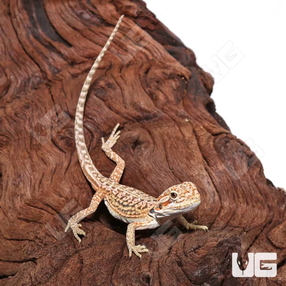 Citrus Dunner Leatherback Bearded Dragons For Sale - Underground Reptiles