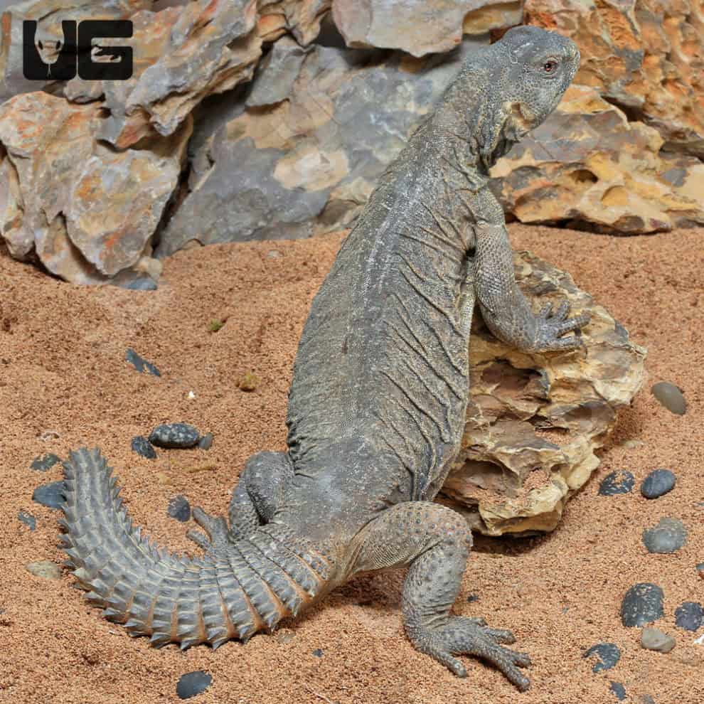 Uromastyx For Sale - Underground Reptiles