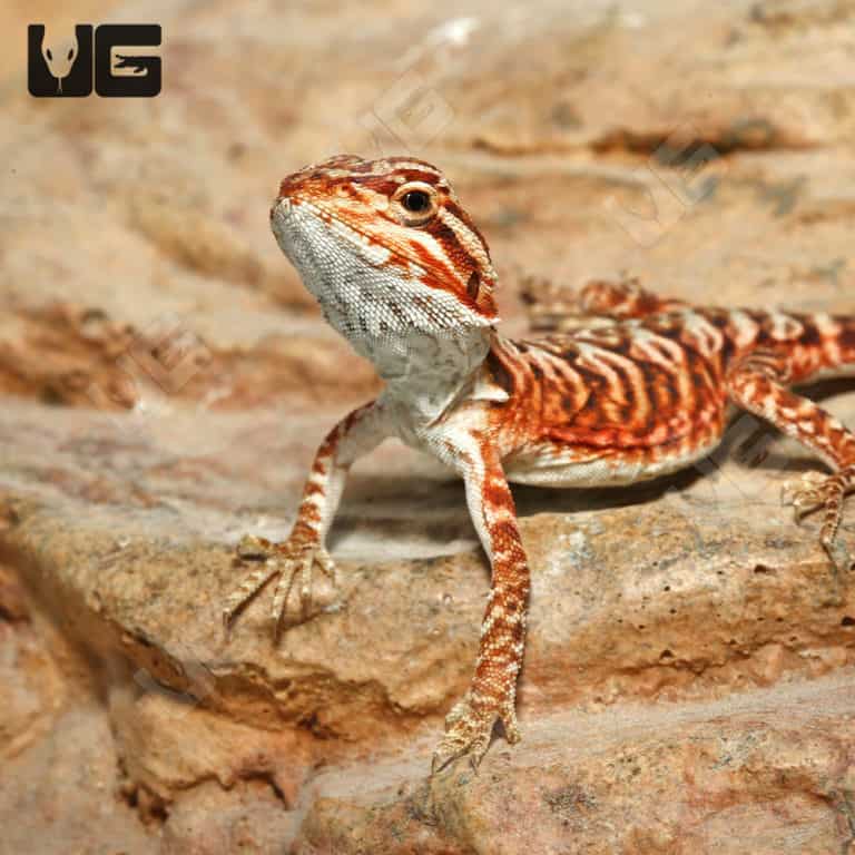 Baby Inferno Leatherback Bearded Dragons (Pogona vitticeps) For Sale ...