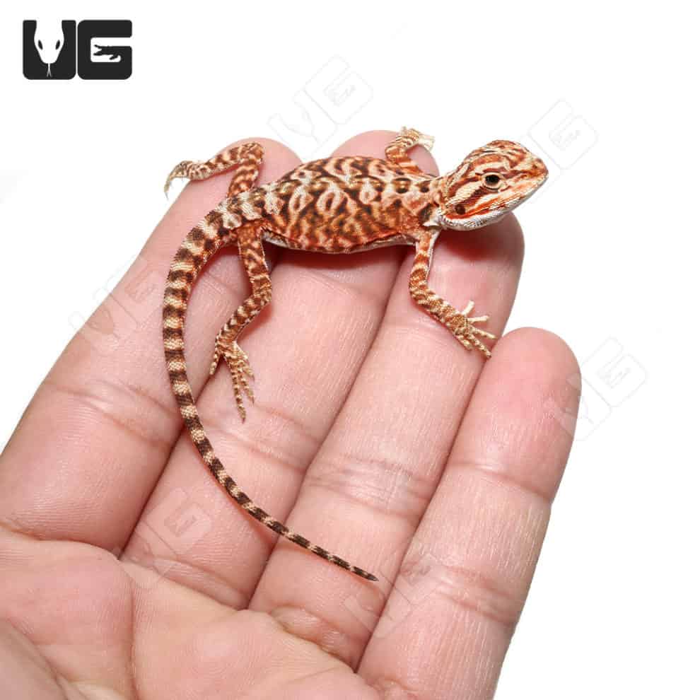 Baby Inferno Leatherback Bearded Dragons (Pogona vitticeps) For Sale ...