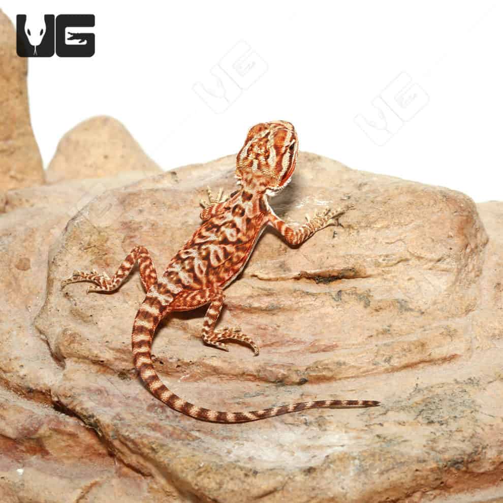 Baby Inferno Leatherback Bearded Dragons (Pogona vitticeps) For Sale ...