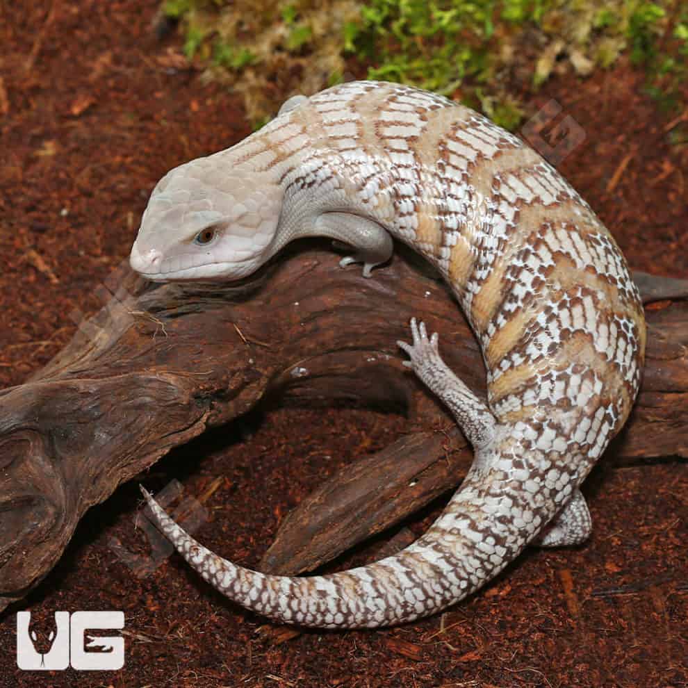 Baby Northern Blue Tongue Skinks For Sale - Underground Reptiles