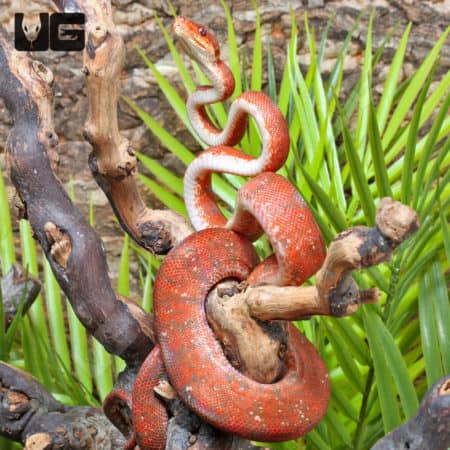 Red Amazon Tree Boas For Sale - Underground Reptiles