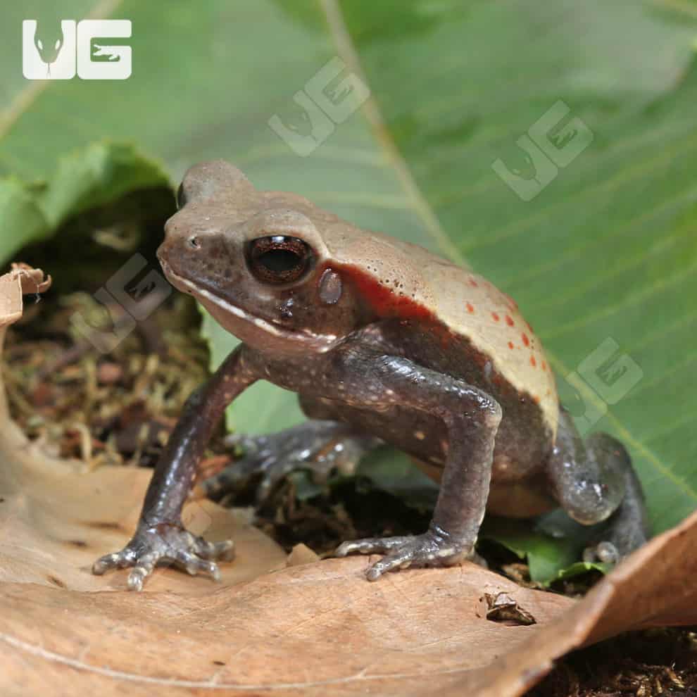 Toads For Sale - Underground Reptiles