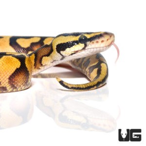 Ball Pythons For Sale - Underground Reptiles