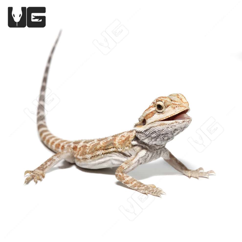 Baby Hypo Sunburst Bearded Dragons For Sale - Underground Reptiles