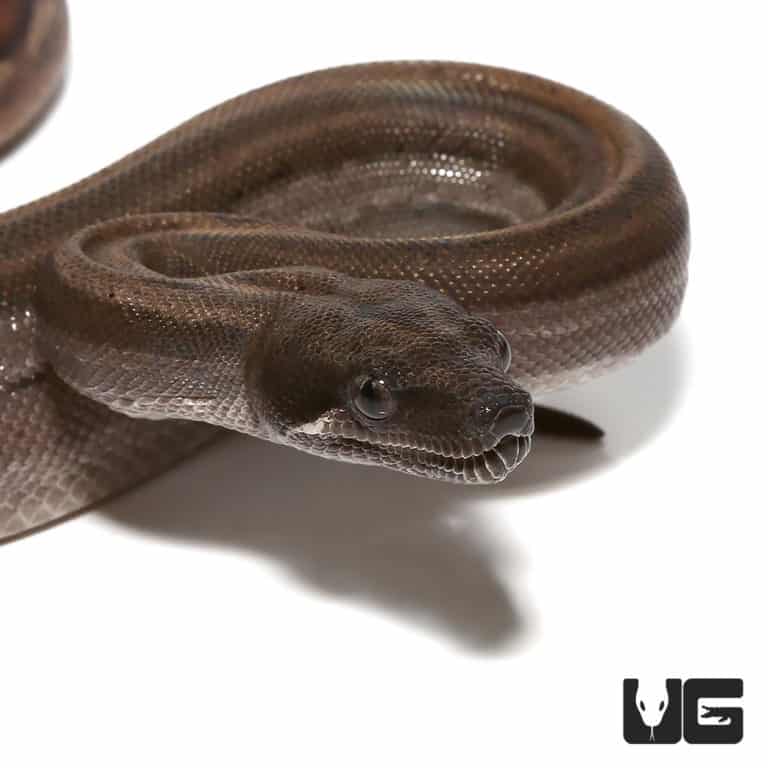 Baby Raptor Motley Boa - Underground Reptiles