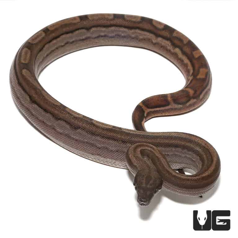 Boas For Sale - Underground Reptiles