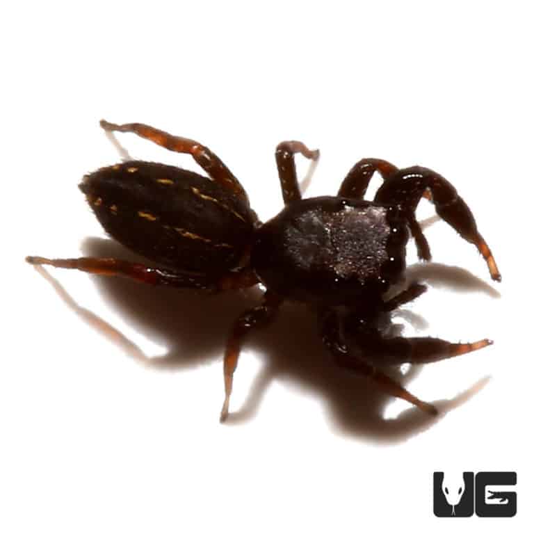 Black Dwarf Jumping Spider (.25'') - Underground Reptiles