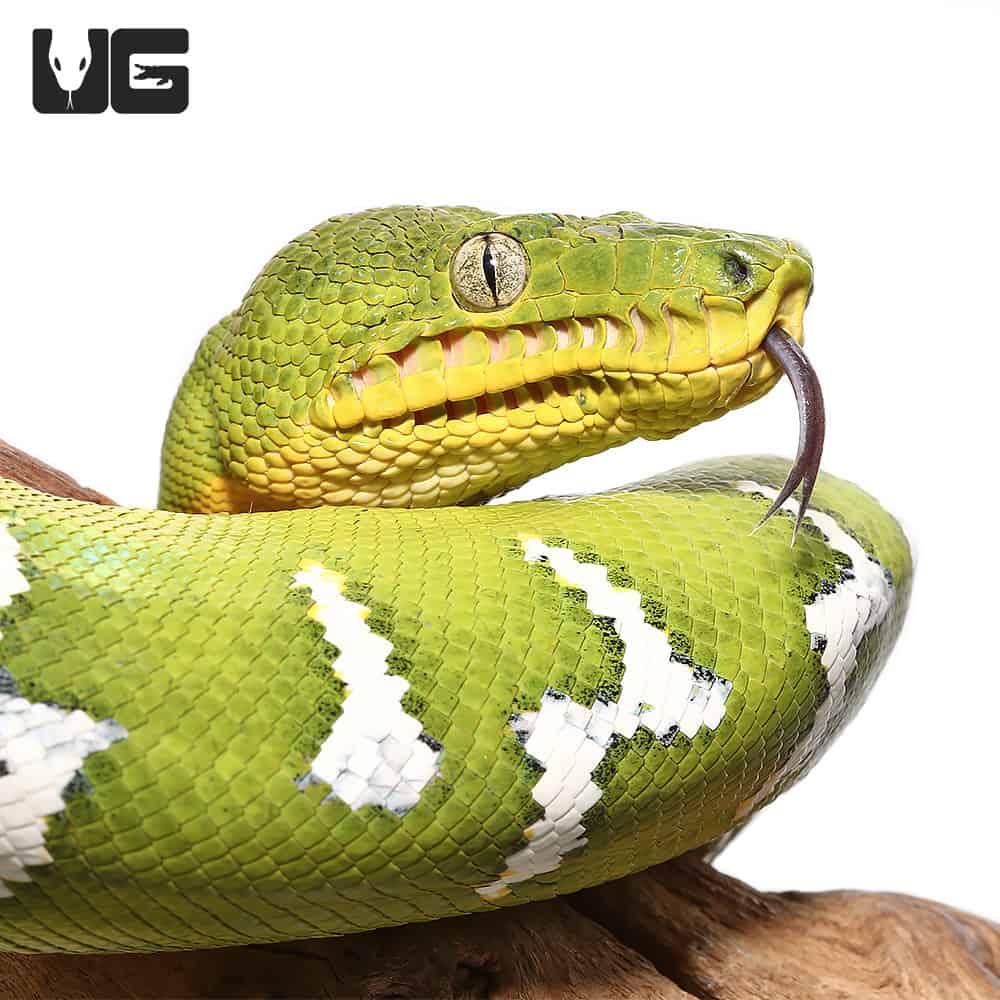 High White Emerald Tree Boa (Corallus caninus) For Sale - Underground ...