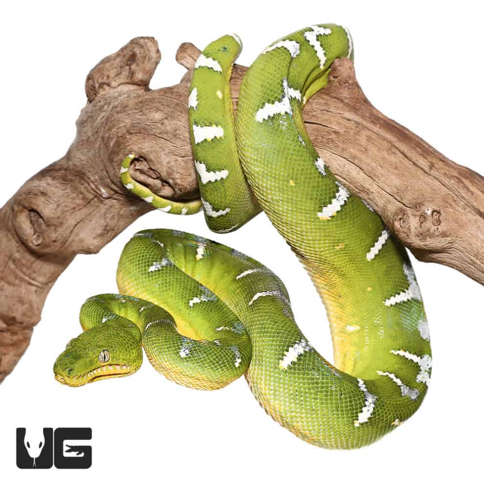 High White Emerald Tree Boa (Corallus caninus) For Sale - Underground ...
