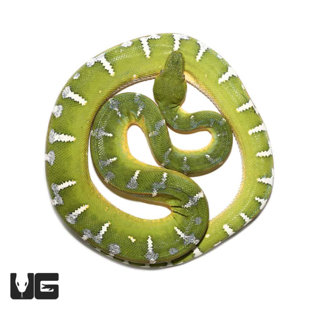 High White Emerald Tree Boa (Corallus caninus) For Sale - Underground ...