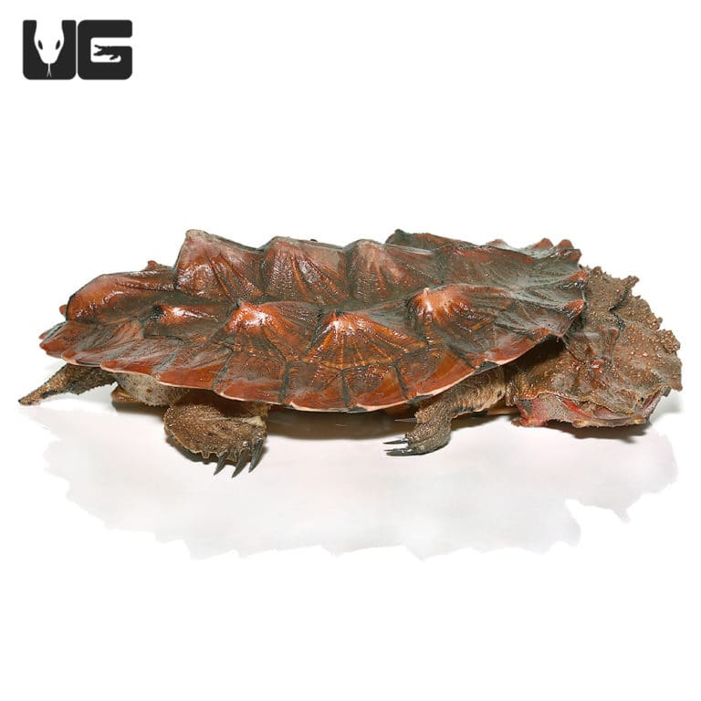 Turtles For Sale - Underground Reptiles
