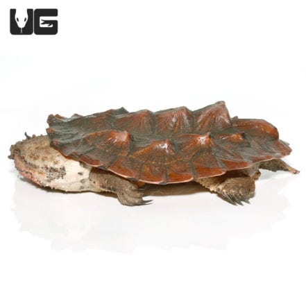 Mata Mata Turtles (Chelus fimbriata) For Sale - Underground Reptiles