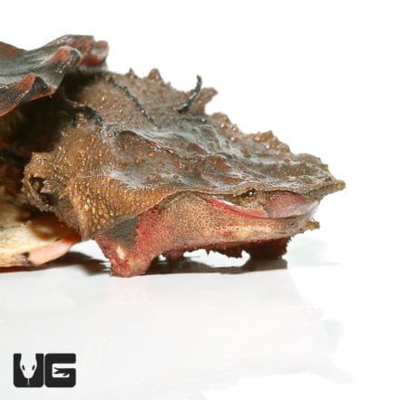 Mata Mata Turtles (Chelus fimbriata) For Sale - Underground Reptiles
