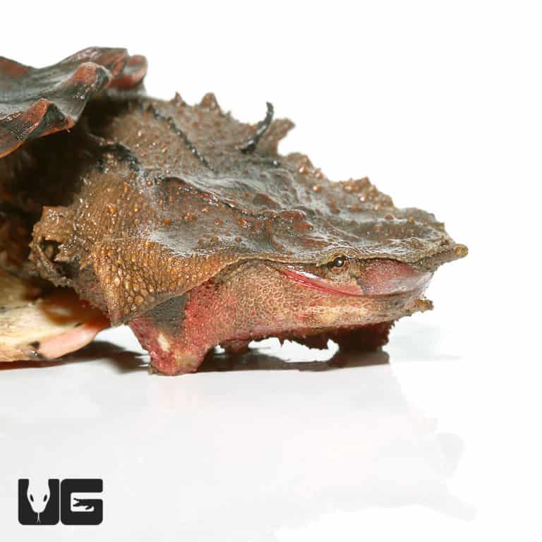 Mata Mata Turtles (Chelus fimbriata) For Sale - Underground Reptiles