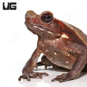 Smooth Sided Toads (Bufo guttatus) For Sale - Underground Reptiles