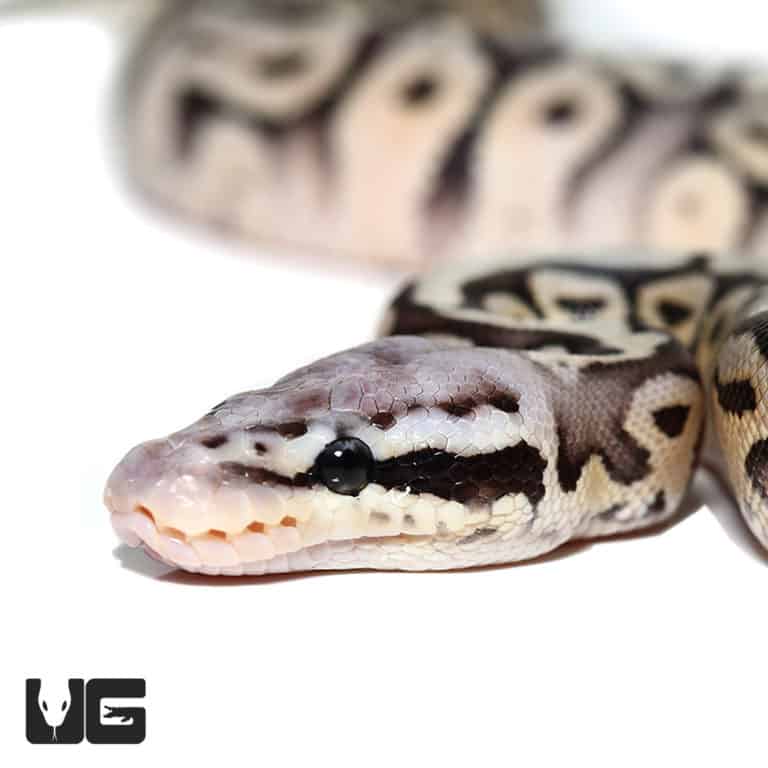Baby Banana Champagne Super Pastel Ball Python For Sale - Underground ...