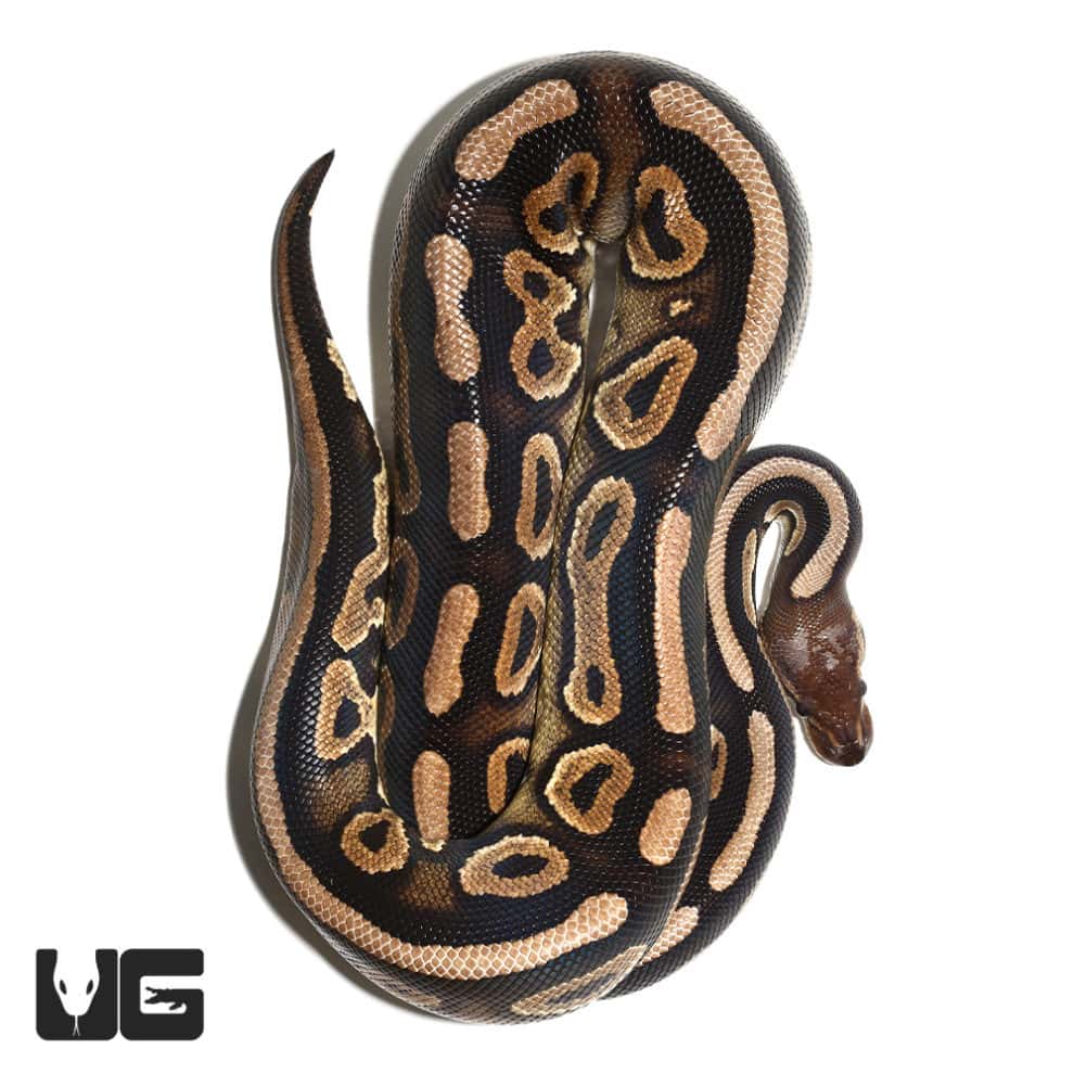 Ball Pythons For Sale - Underground Reptiles