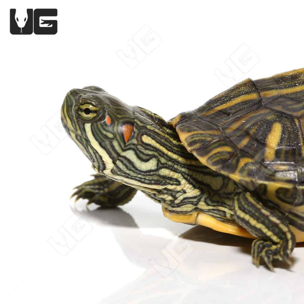 Baby Rio Grande Red Ear Slider Turtles For Sale - Underground Reptiles