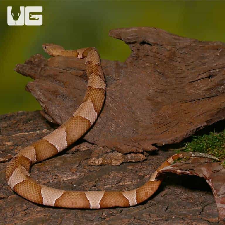 Venomous Snakes & Lizards For Sale - Underground Reptiles