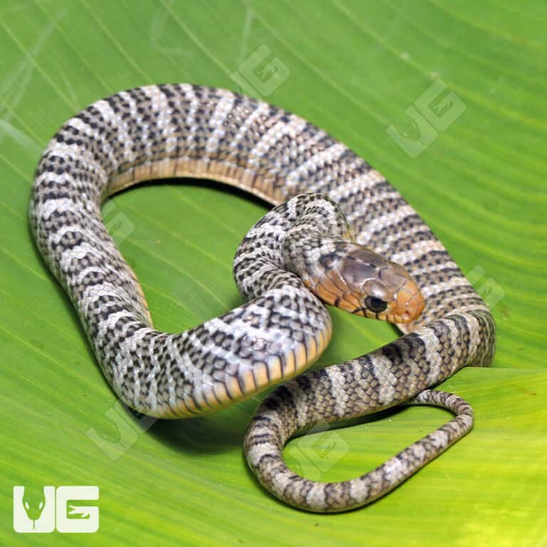 Yellowtail Cribo For Sale - Underground Reptiles